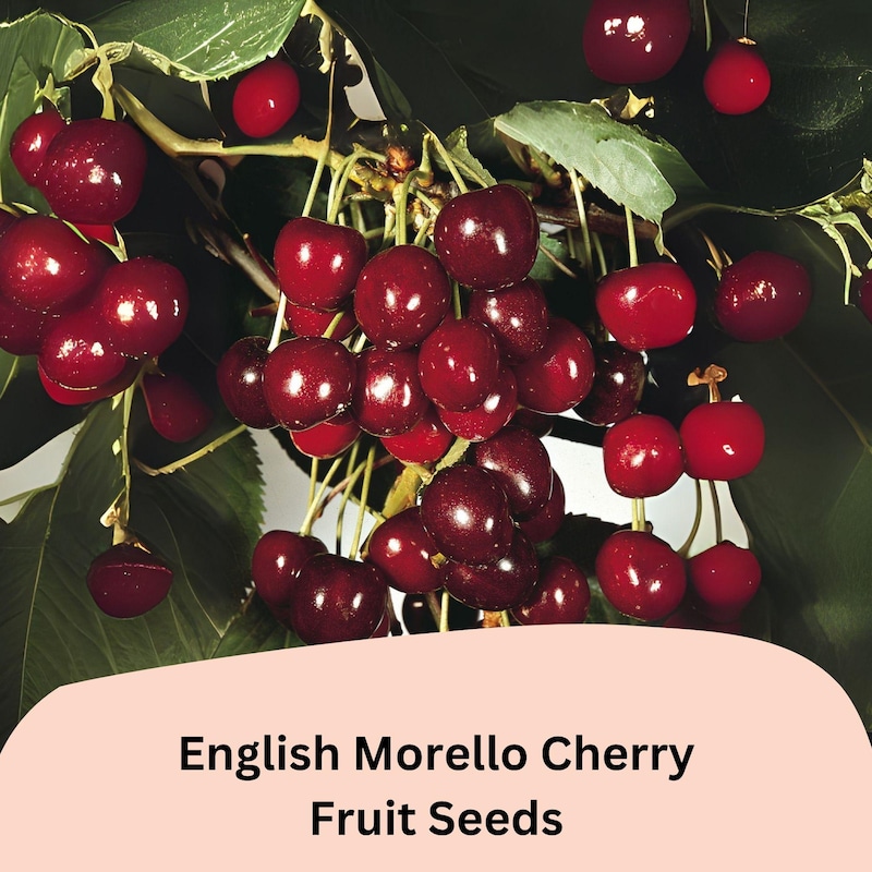 Pie Cherry Trees - Etsy