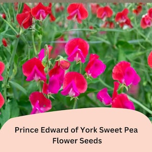 50+ Prince Edward of York Sweet Pea Seeds | Fragrant Deep Red Flower ...