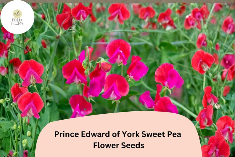 50+ Prince Edward of York Sweet Pea Seeds | Fragrant Deep Red Flower ...