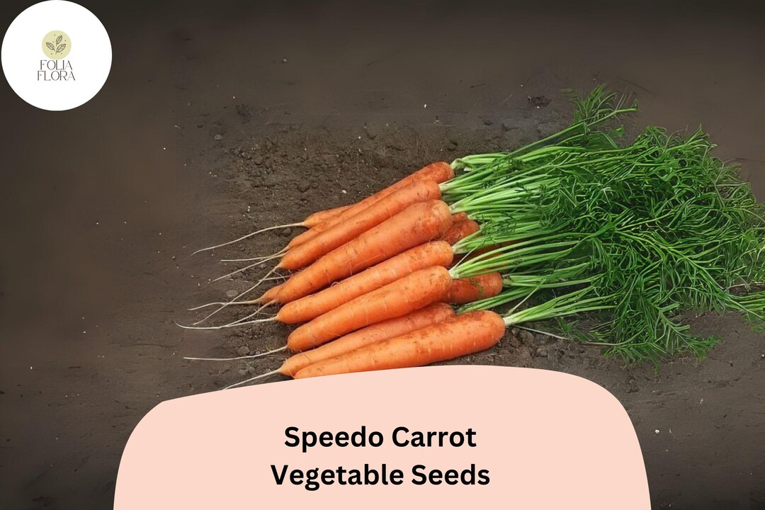 1000+ Speedo Carrot Seeds – Fast-growing, Sweet & Tender Variety - Etsy