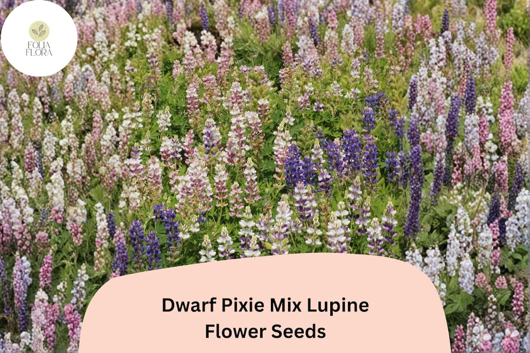 25+ Dwarf Pixie Mix Lupine Seeds | Lupinus Nanus | Compact Mixed Colors ...
