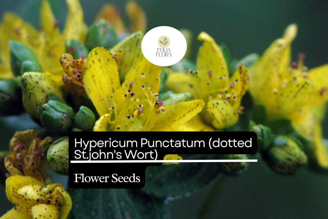 50mg Hypericum Punctatum Seeds, Dotted St. John's Wort, Native Wildflower for Pollinators - Etsy