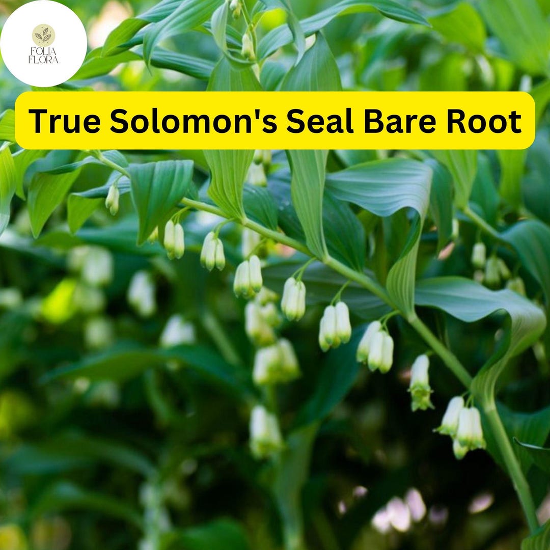 3 True Solomon's Seal Plants, Polygonatum Biflorum, Bare Root ...