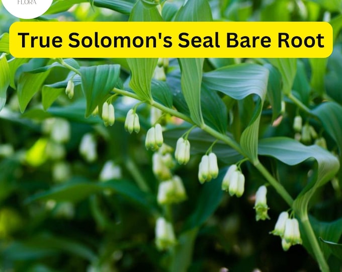Solomon Seal Root - Etsy