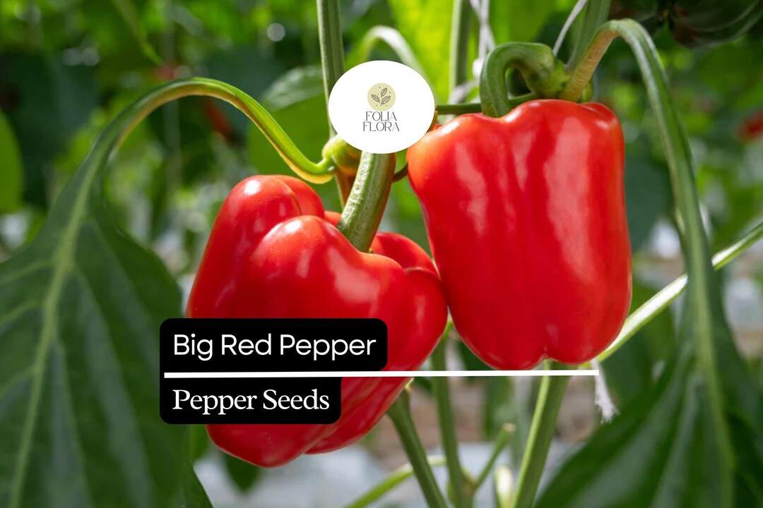 25 Big Red Pepper Seeds – Capsicum Annuum – Sweet, Thick-walled, High ...