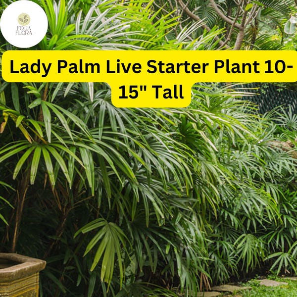 Lady Palm - Etsy
