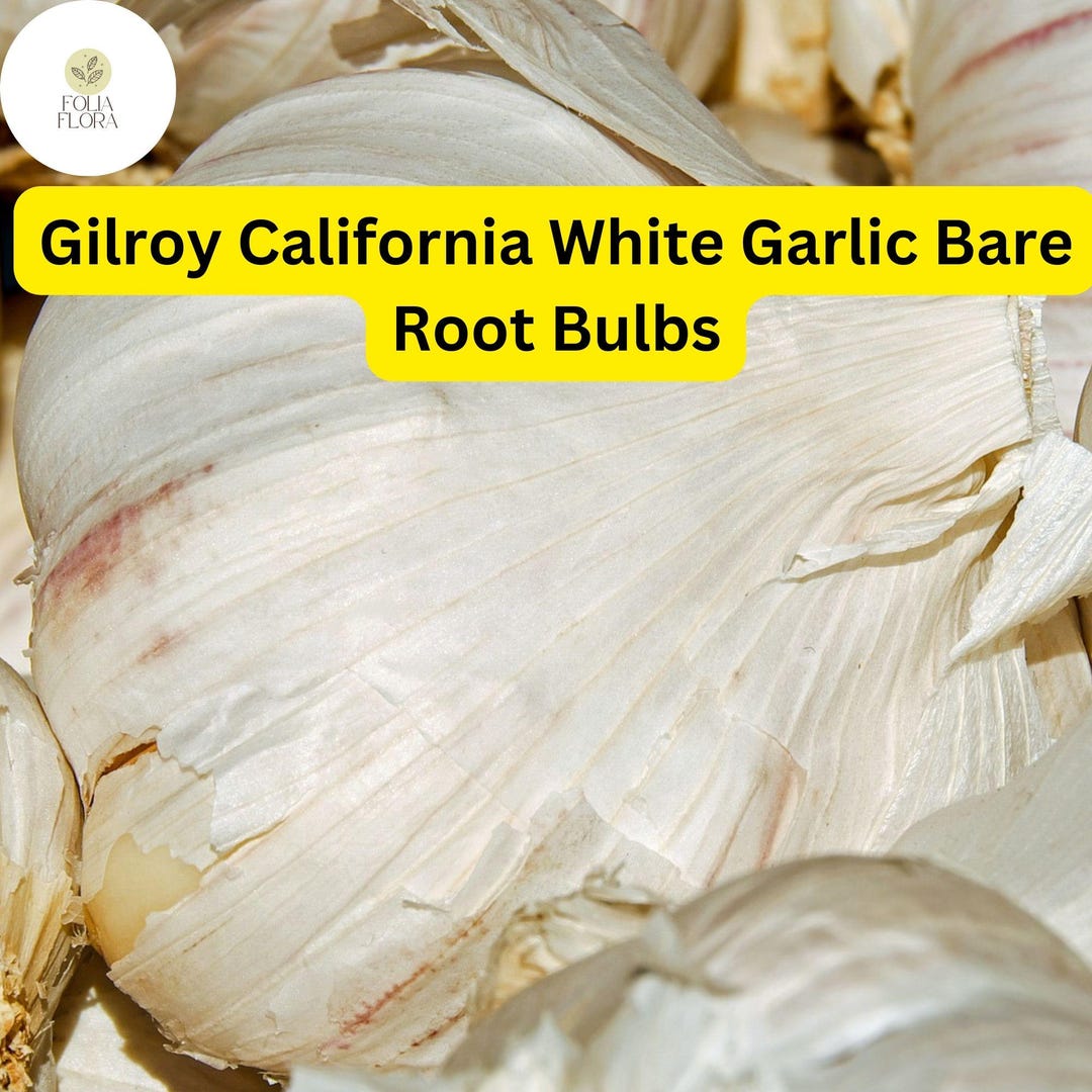 Allium Sativum Gilroy California White Garlic | 5 Bare Root Bulbs ...