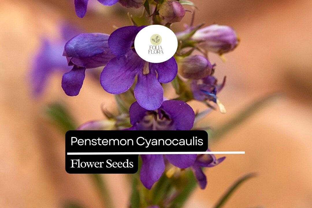 100mg Penstemon Cyanocaulis Seeds, Bluestem Penstemon, Drought-tolerant ...