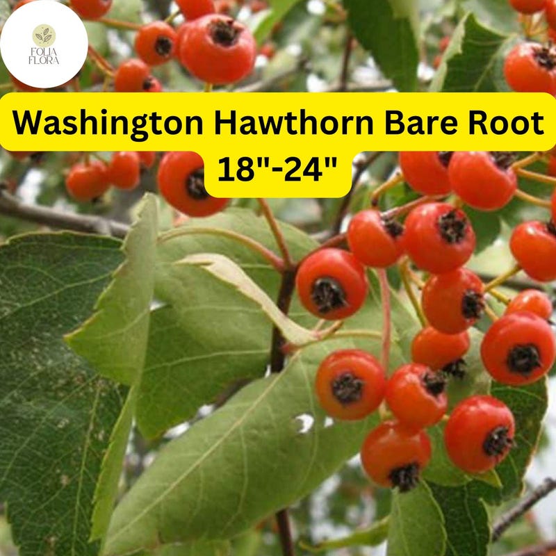 Washington Hawthorn - Etsy