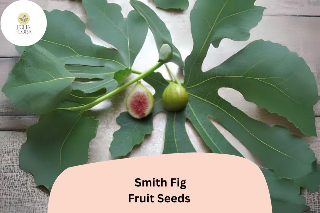 100+ Smith Fig Seeds – Grow Ficus Carica Sweet & Juicy Heirloom Figs ...