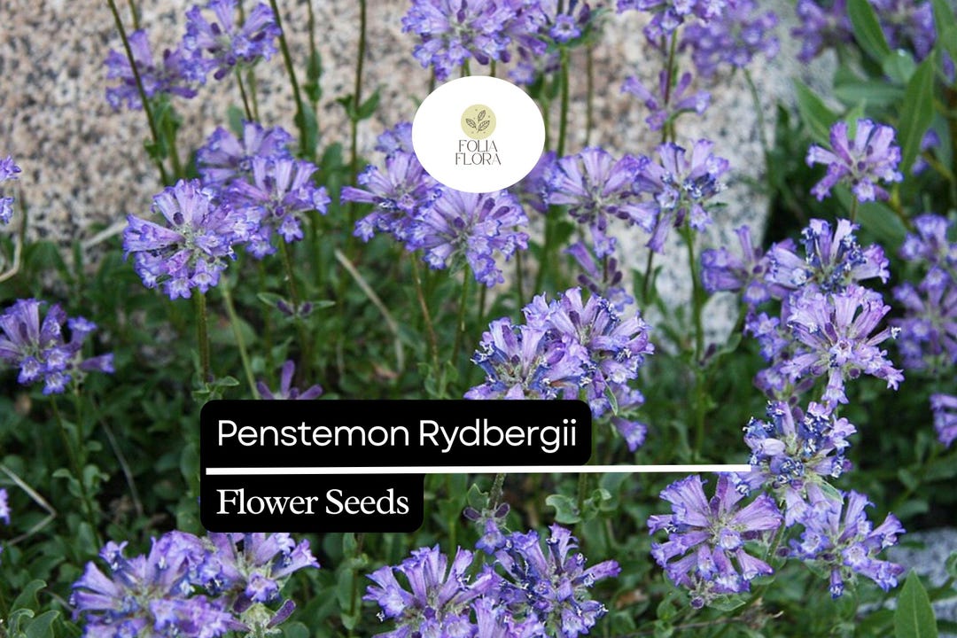 100mg Penstemon Rydbergii - Rydberg's Penstemon Seeds, Native Perennial ...