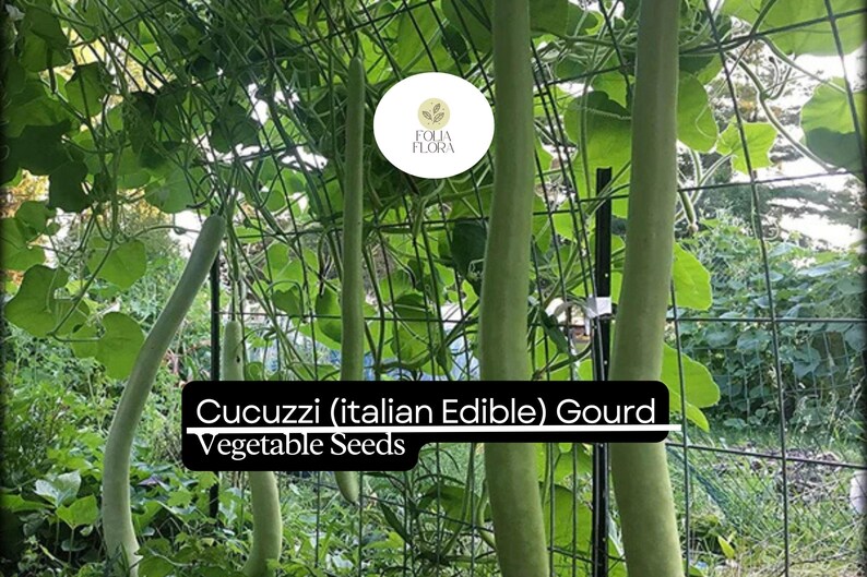 10 Seeds Cucuzzi Italian Edible Gourd Lagenaria Siceraria | Heirloom ...