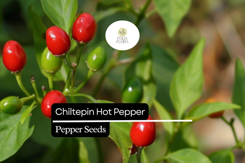 250mg Chiltepin Hot Pepper Seeds Capsicum Annuum | Wild Chili, Very Hot ...