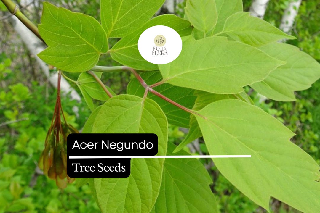 10 Seeds Acer Negundo – Boxelder Maple, Fast-growing Shade Tree With ...