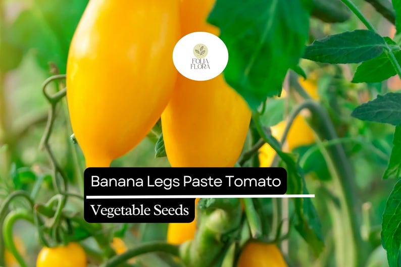 Banana Legs Tomato Seeds – Heirloom Yellow Paste Tomato for Sauces - Etsy