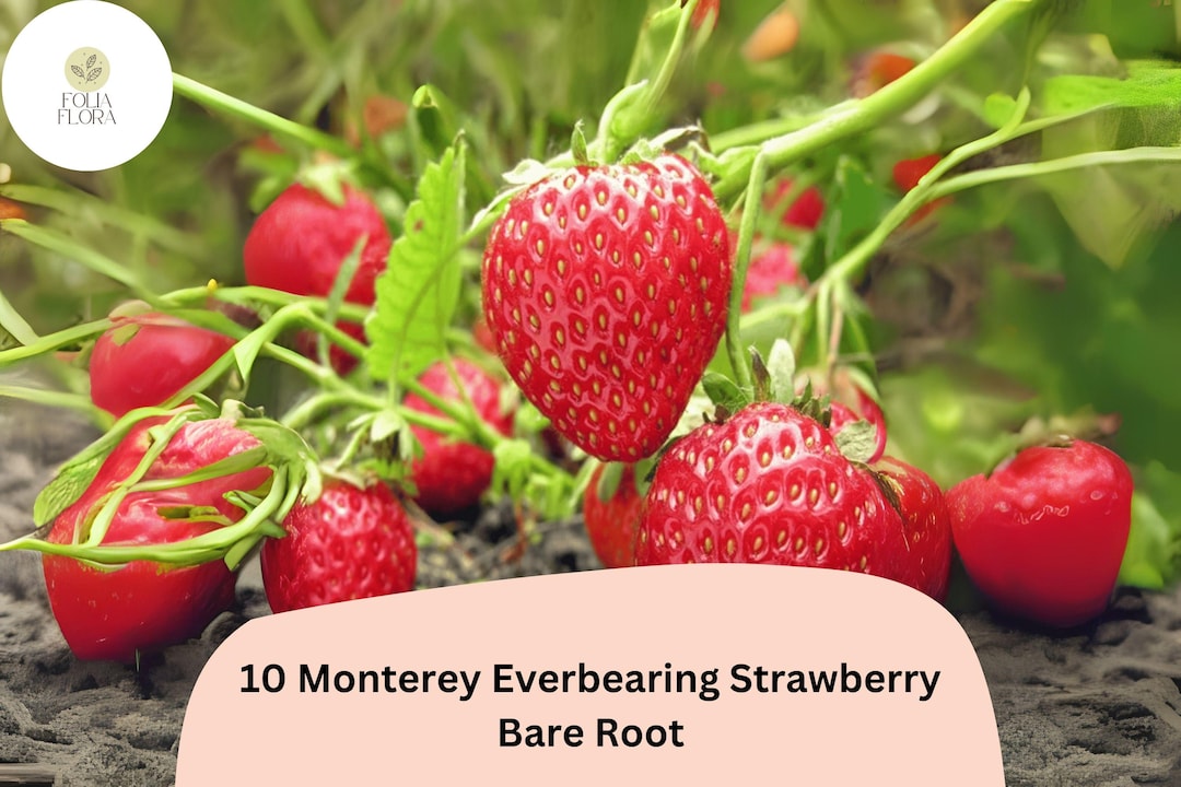 10 Monterey Strawberry Plants | Live Bare Root Everbearing | NON-GMO ...