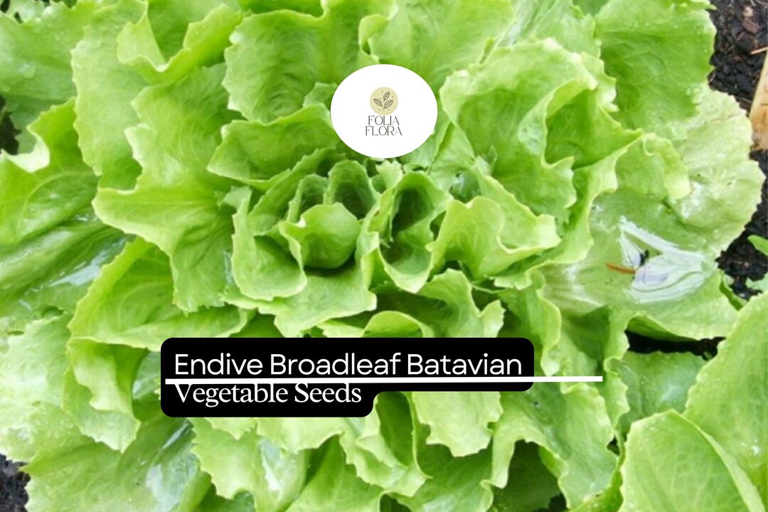 1g Endive Broadleaf Batavian Seeds Cichorium Endivia | Heirloom Salad ...