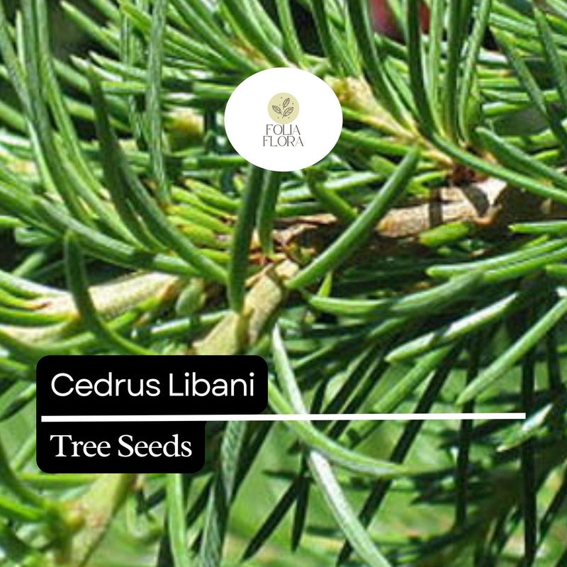 Cedar of Lebanon - Etsy