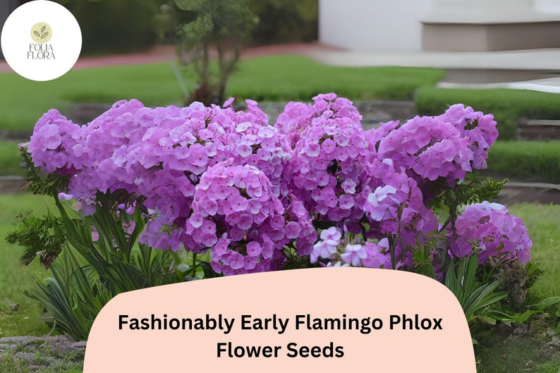 100+ Fashionably Early Flamingo Phlox Seeds – Purple Garden Flowers ...