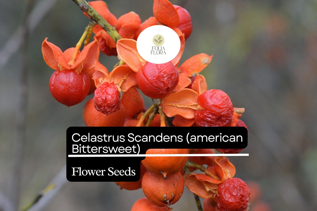 500mg Celastrus Scandens Seeds, American Bittersweet, Native Vine With ...