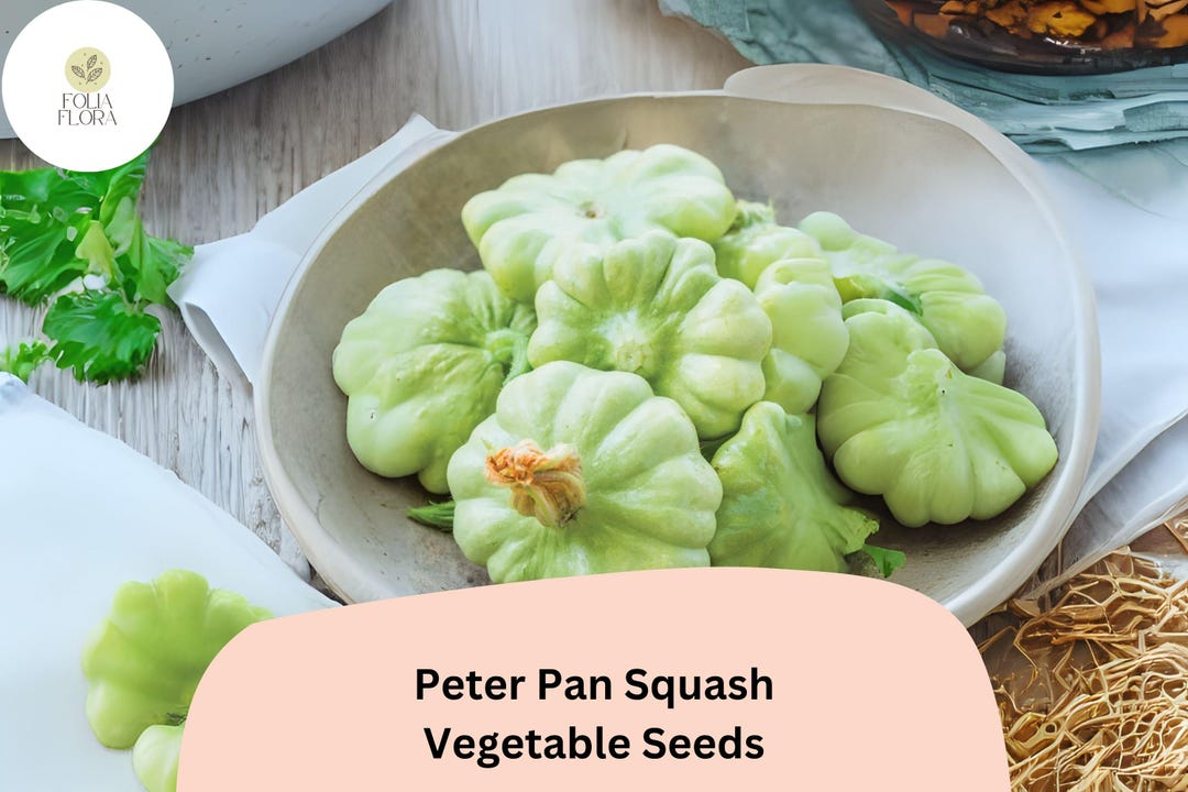 25+ Peter Pan Squash Seeds for Planting | Patty Pan Summer Squash ...