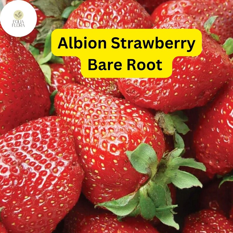 Everbearing Strawberry Plants - "albion" (fragaria X Ananassa) Pack of ...
