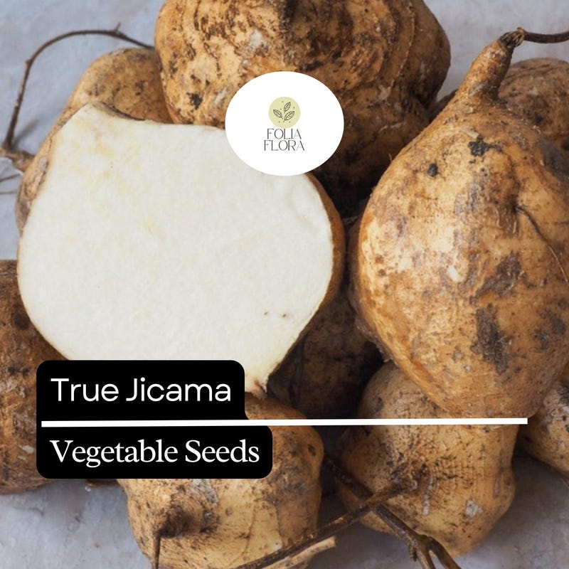 Jicama Seeds - Etsy