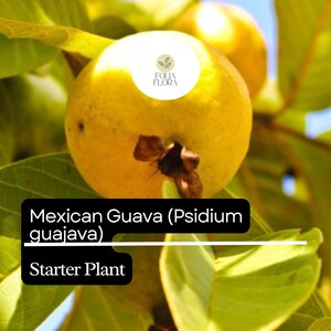 Mexican Guava Starter Plant, Live Tropical Fruit Tree (1-2') - Etsy