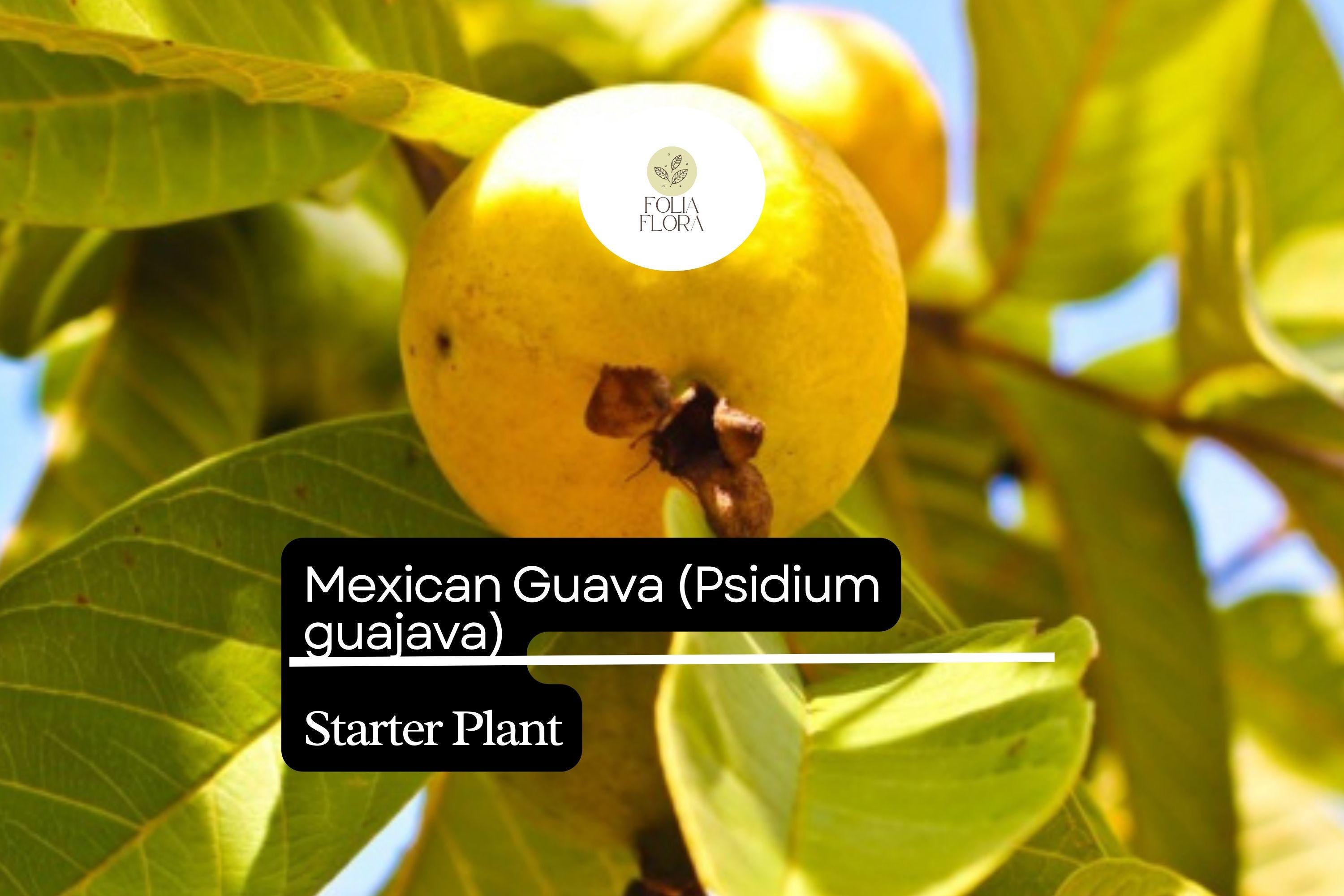 1 Starter Plant Mexican Guava (psidium Guajava) Fruit Tree 1’-2’ Live ...