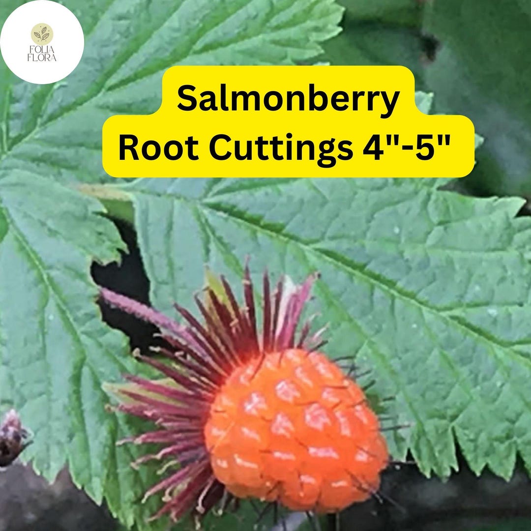 5 Salmonberry Root Cuttings 4"-5", Live Plants Rhizomes, Rubus ...