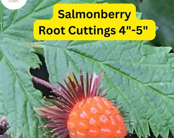 Salmonberry (rubus Spectabilis) - Etsy