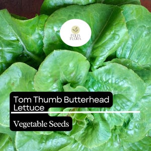 Tom Thumb Butterhead Lettuce Seeds | Heirloom, Miniature, Non-gmo (1g ...