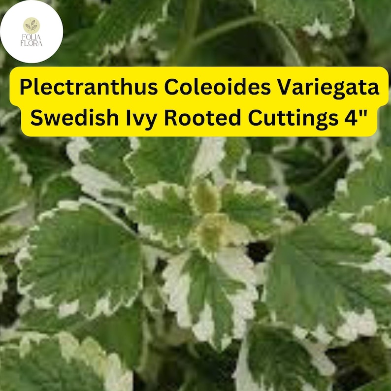 Plectranthus Coleoides ‘variegata’ | 3 Rooted Cuttings 4" Live Swedish ...