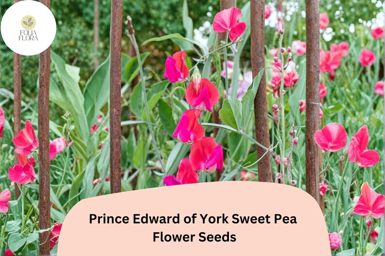 50+ Prince Edward of York Sweet Pea Seeds | Fragrant Deep Red Flower ...