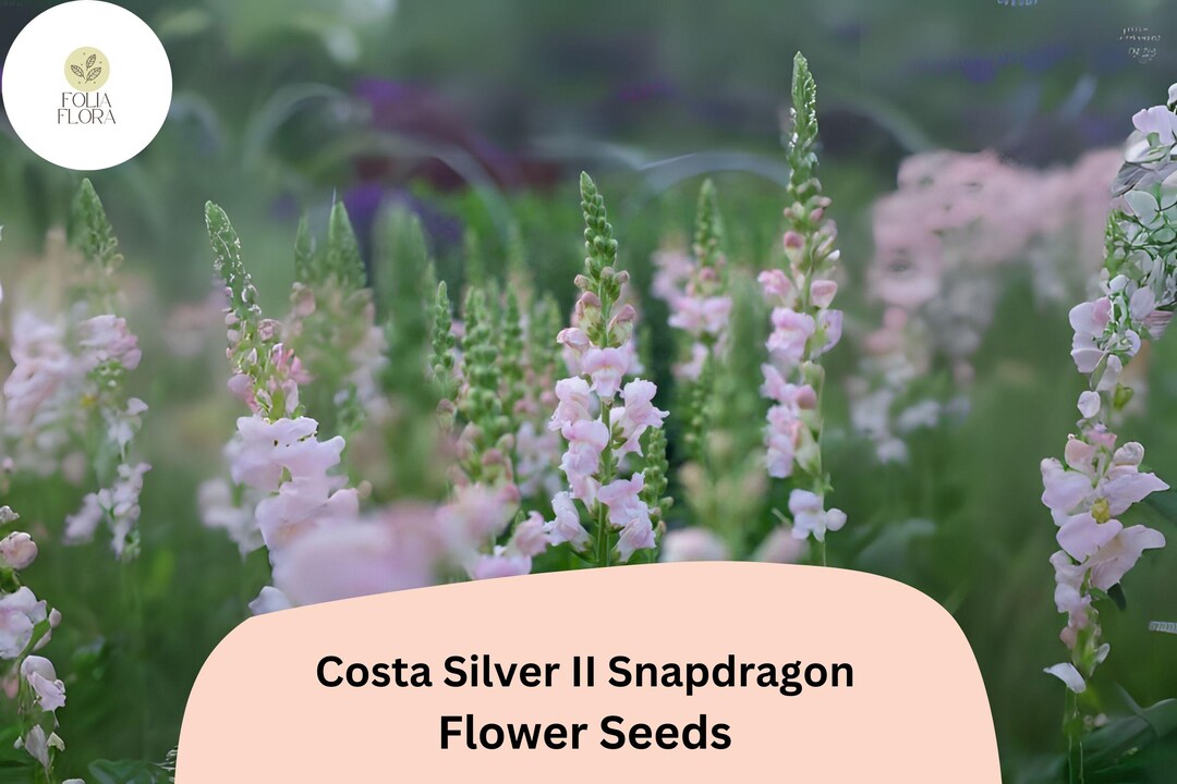 Costa Silver II Snapdragon Seeds (antirrhinum Majus) | 1000+ Seeds ...