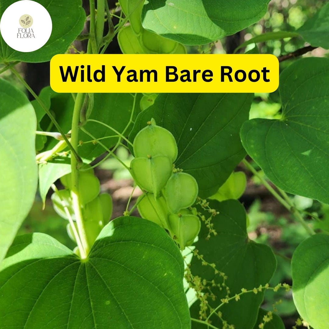 3 Wild Yam Plants, Dioscorea Villosa, Bare Root Perennials, Organic ...