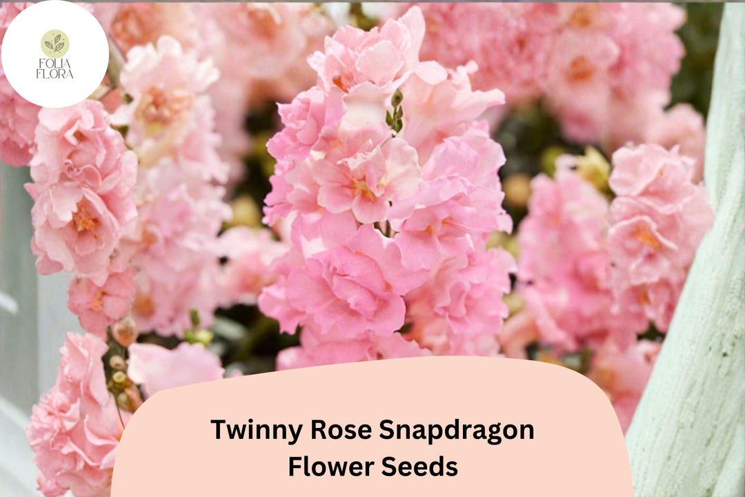 1000+ Twinny Rose Snapdragon Seeds | Antirrhinum Majus | Double Rose ...