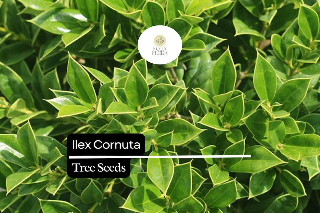 500mg Ilex Cornuta, Chinese Holly Seeds, Evergreen Shrub With Glossy ...
