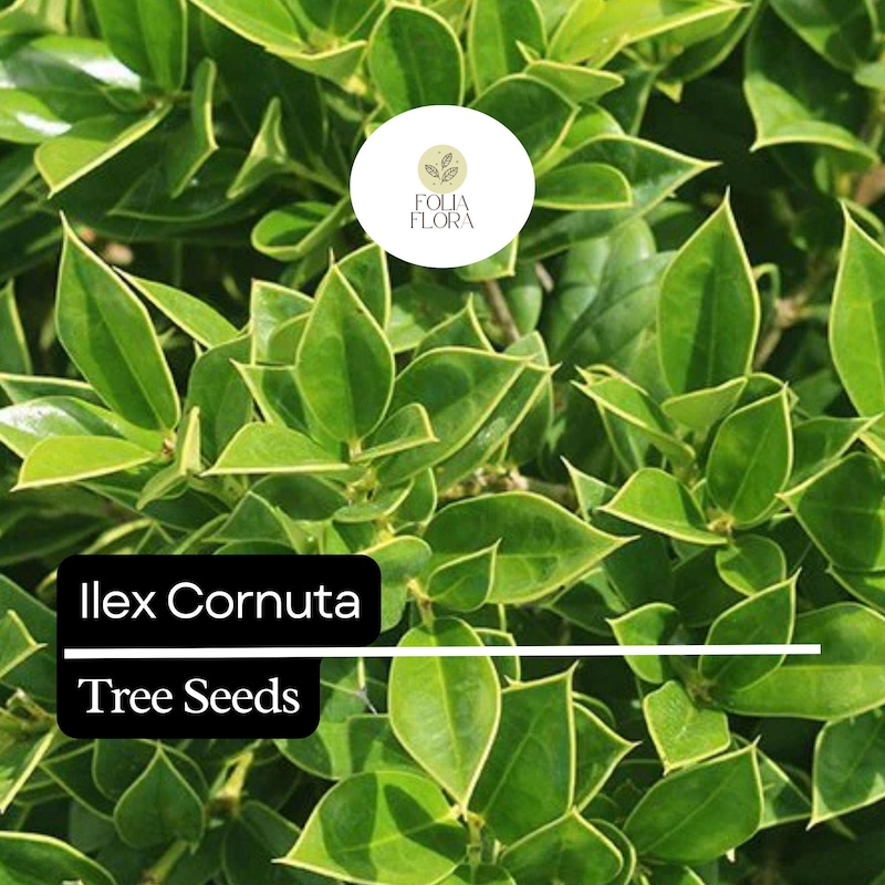 Ilex Winter Red - Etsy