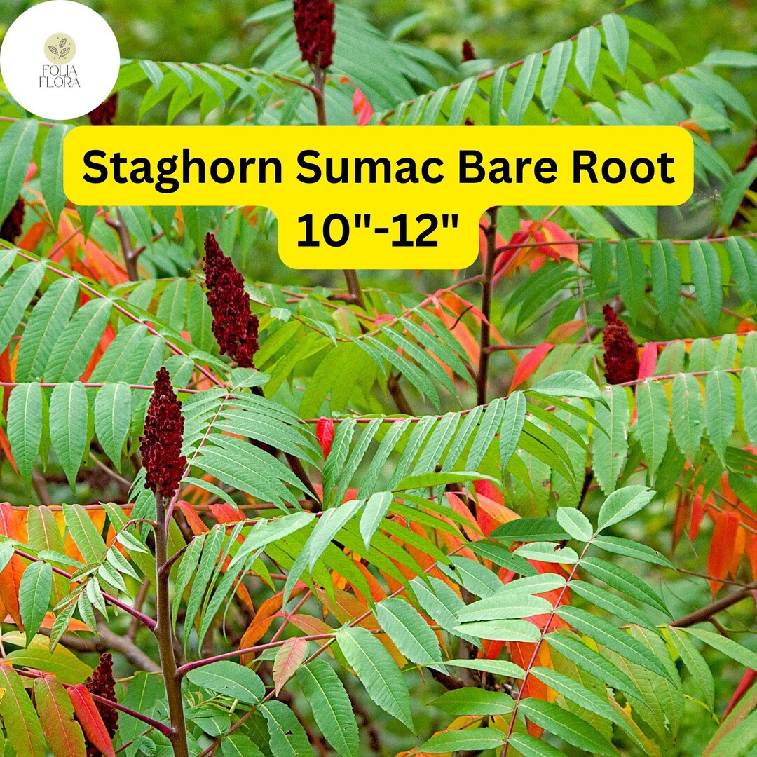 1 Staghorn Sumac Tree (rhus Typhina) – Live Bare Root Plant 10"-12" - Etsy