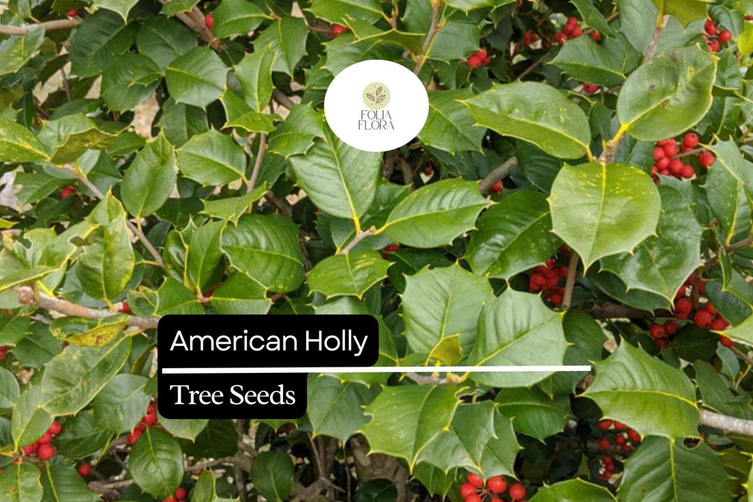 15 American Holly Seeds (ilex Opaca) | Native Evergreen Tree With Red ...