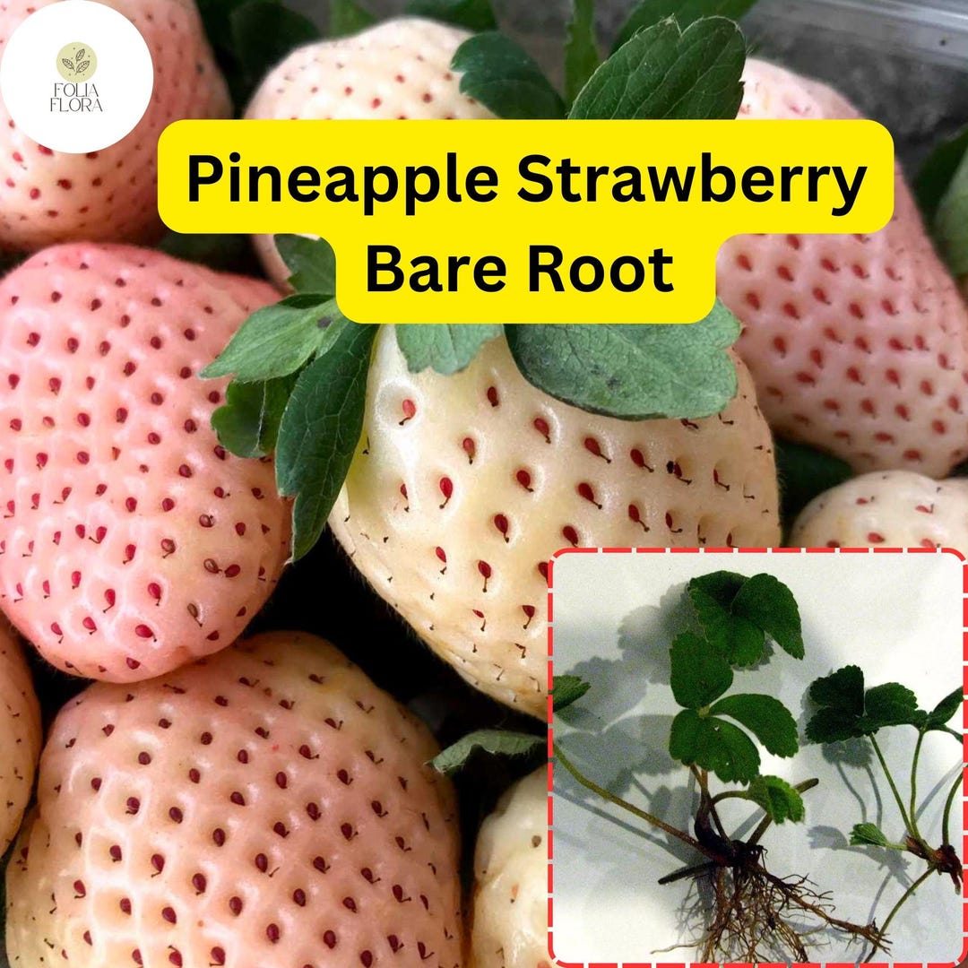 8 Bare Root Pineapple Strawberry Plants Fragaria Ananassa, Unique White ...