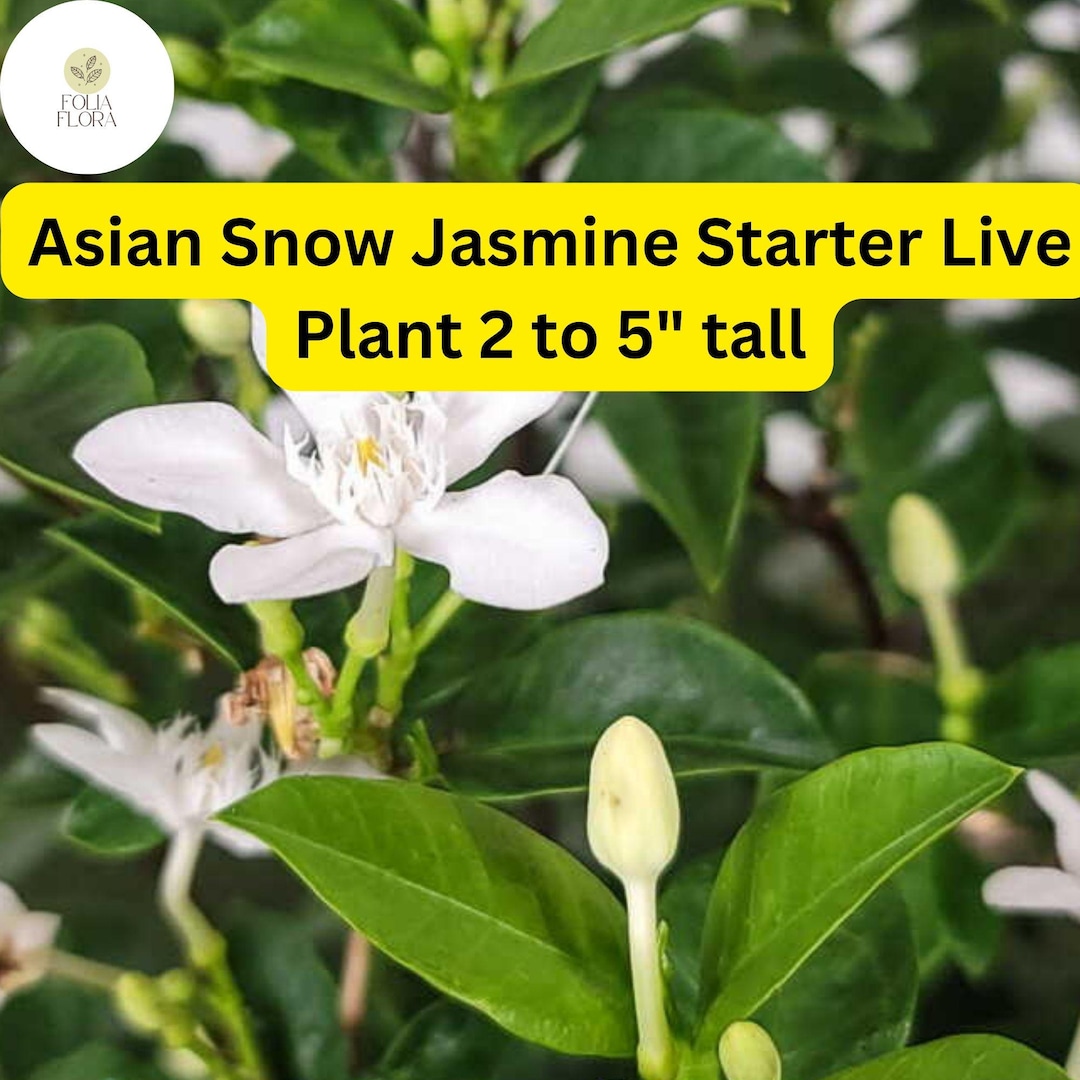Asian Snow Jasmine Starter Plant – Fragrant White Flowers (2-5” Tall ...