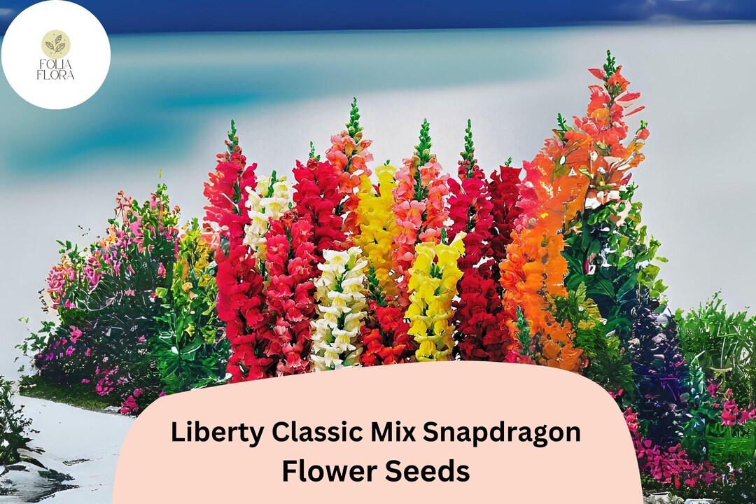 Antirrhinum Majus Liberty Classic Mix Snapdragon Seeds – 1000+ Vibrant ...