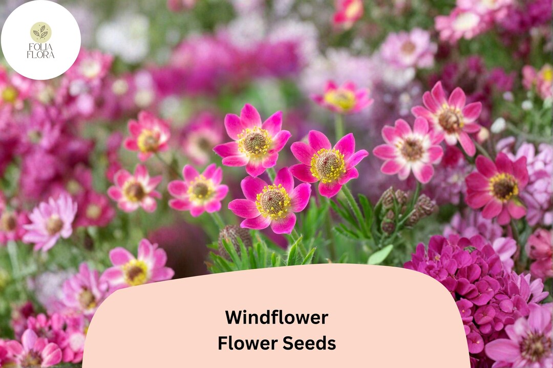 Anemone Multifida Seeds | Windflower Native Perennial Blooms (100 Seeds ...