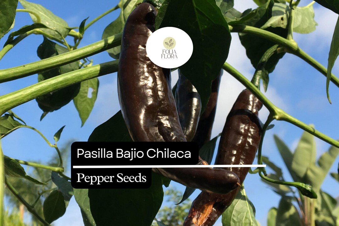 25 Seeds Pasilla Bajio Chilaca Pepper – Capsicum Annuum, Mild & Smoky ...