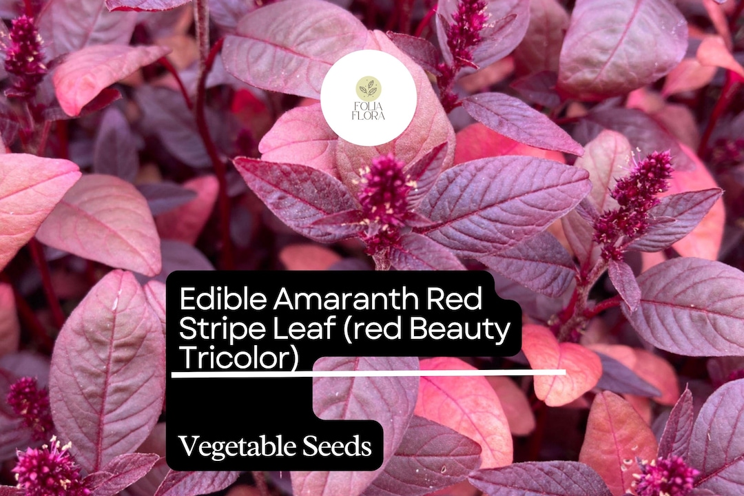 500mg Edible Amaranth Seeds Amaranthus Tricolor Red Beauty Red Stripe Leaf for Planting ...