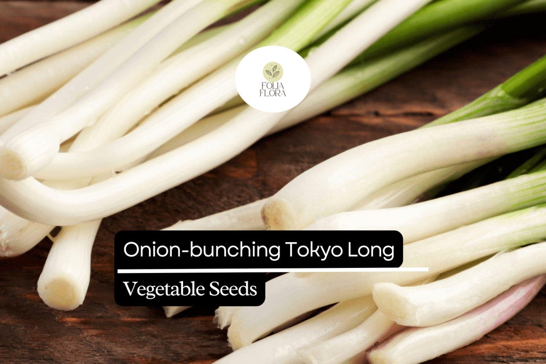 Tokyo Long White Onion Seeds | Heirloom, Non-gmo (1g) - Etsy