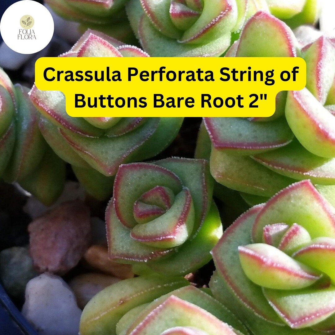 Crassula Perforata ‘string of Buttons’ | 2 Live 2” Bare Root Plants ...