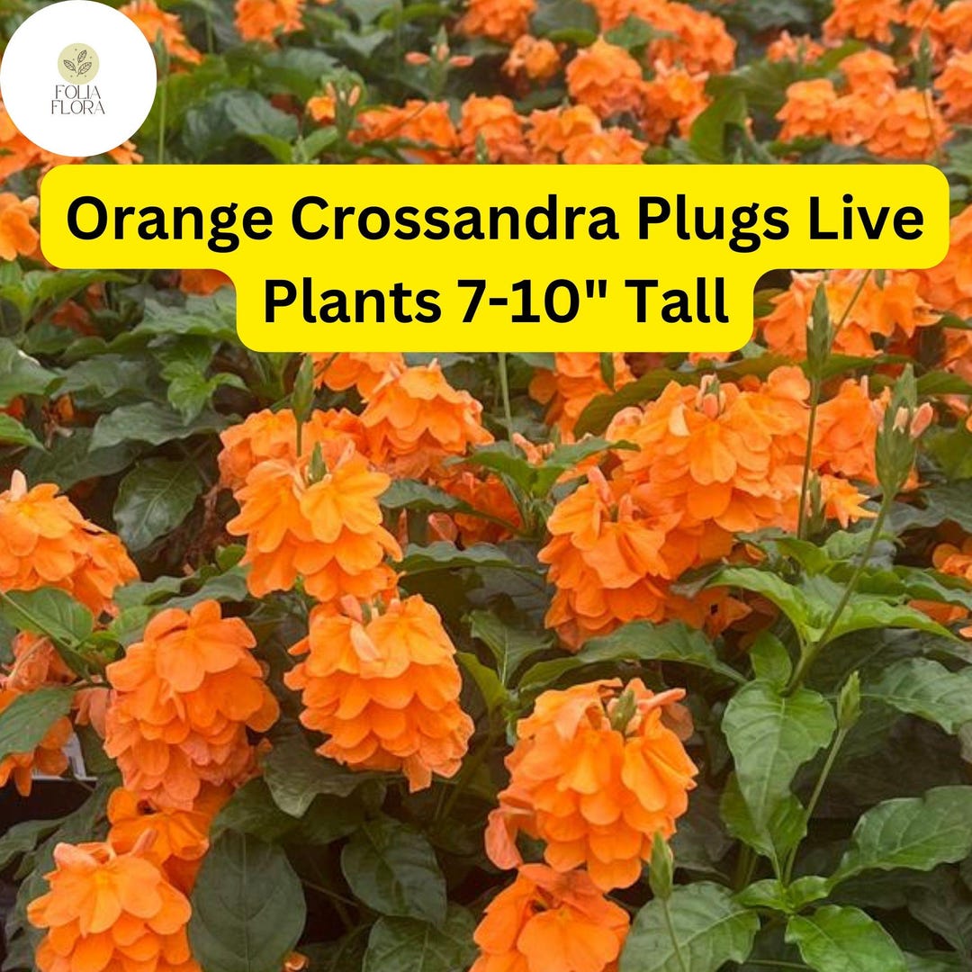 Orange Crossandra - 1 Plugs Live Plants 7-10" Tall - Firecracker Flower ...